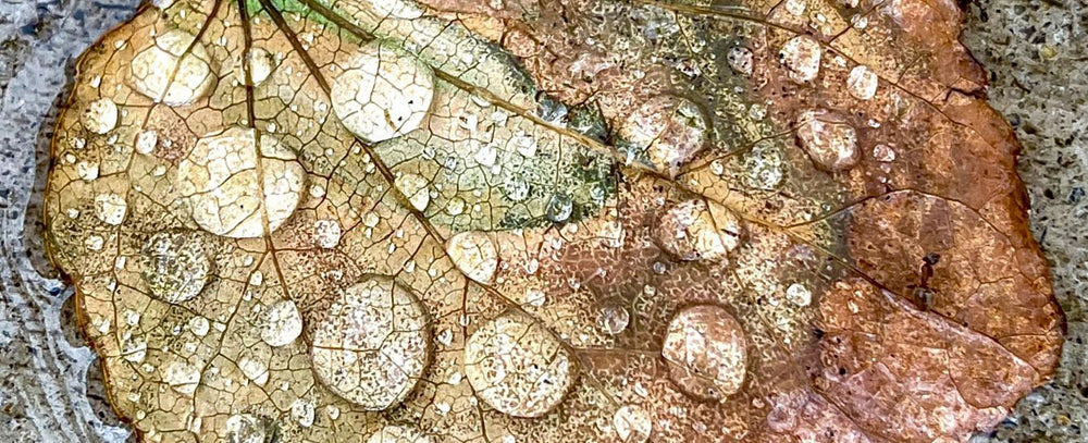 Matt Rose – Rochester Brainery